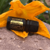 Deep Dive Into DoTerra Manuka Essential Oil - Kate Strong | Intuitive ...